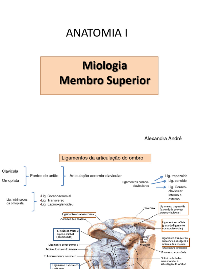 6 - Miologia Do Membro Superior | PDF | Sistema Locomotor | Membros (anatomia)