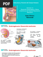 Grados de Varicocele: Clasificación y Evaluación | PDF | Sistema ...