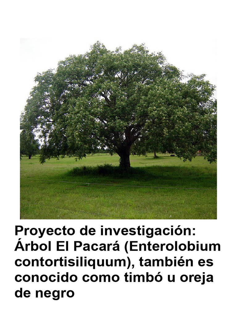 Importancia del Árbol Pacará en Sudamérica | PDF | Dióxido de carbono ...