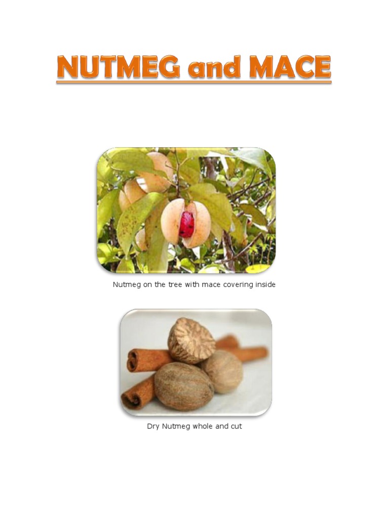 Nutmeg On The Tree With Mace Covering Inside | PDF | Nutmeg | Foods