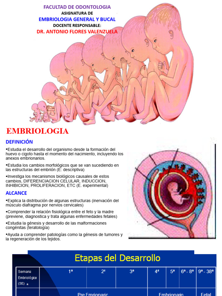CLASEN1 embriologia | Descargar gratis PDF | Testículo | Próstata