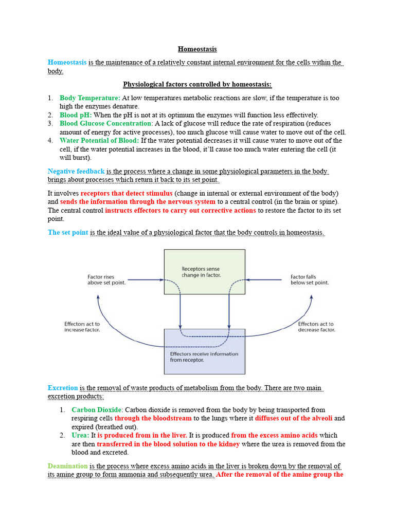 Homeostasis (BIO CH14) | PDF | Homeostasis | Glucose