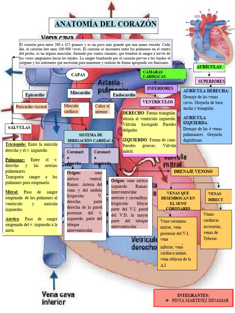 ANATOMIA DEL CORAZON | PDF | Corazón | Vena