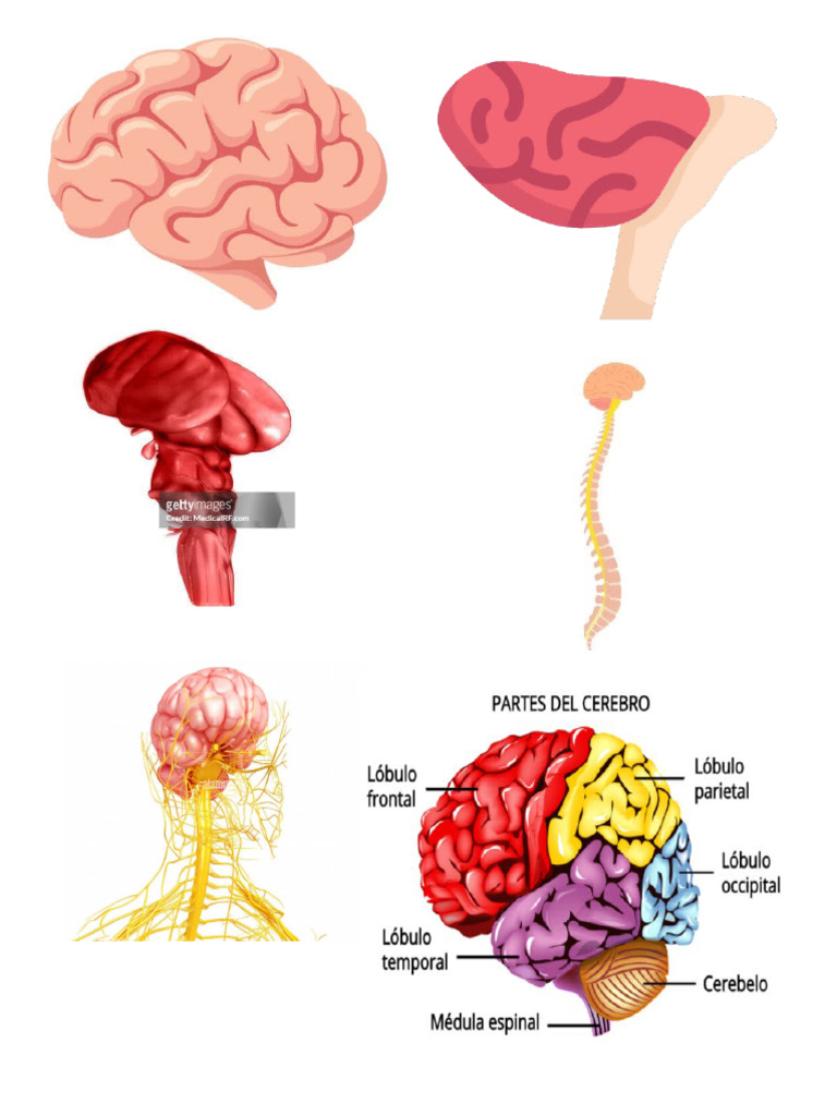 Cerebro y Sus Partes | PDF