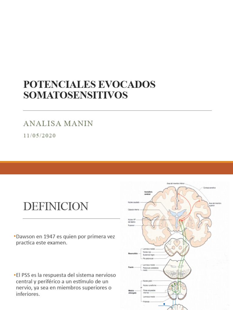 Clase 9 PESS Normales | PDF | Nervio | Médula espinal