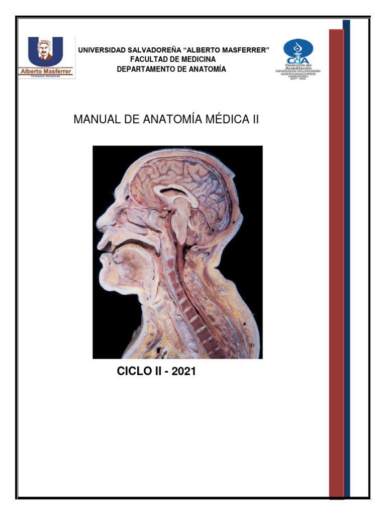 Manual Anatomia II Ciclo II-2021 | PDF | Abdomen | Anatomía