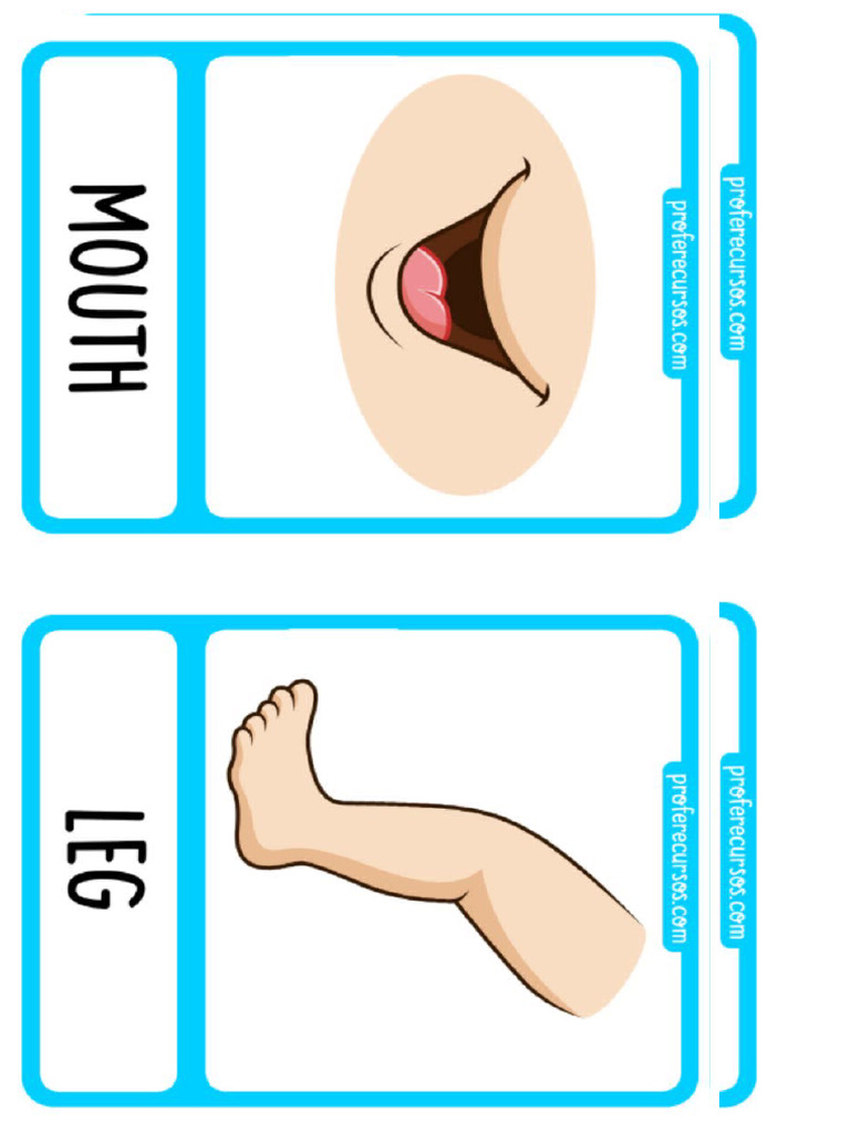 Parts of The Body Flashcards | PDF Parts of The Body Flashcards | PDF
