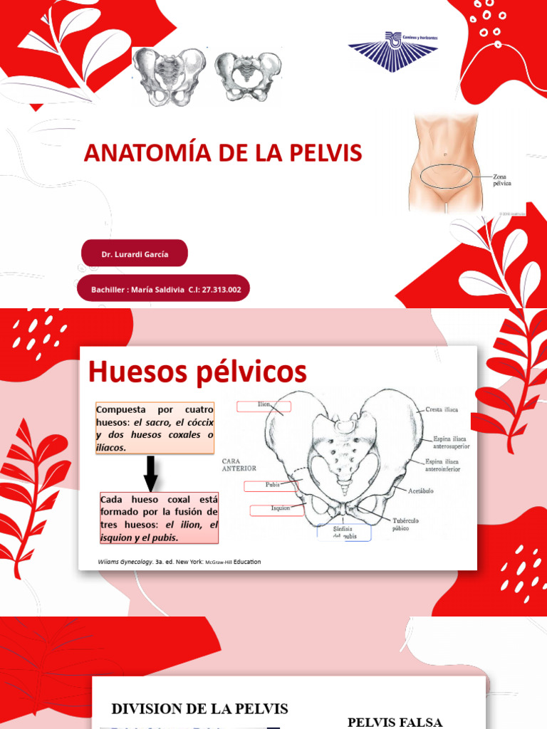 Seminario Pelvis Pdf útero Ovario