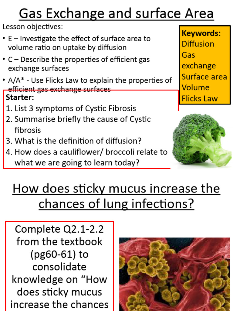 Gas Exchange: Surface Area & Diffusion | PDF | Diffusion | Lung
