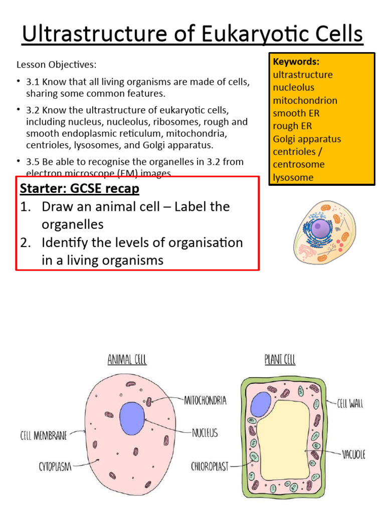 Ultrastructure of Eukaryotic Cells | PDF | Endoplasmic Reticulum ...