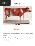 Alpaca Anatomical Atlas | PDF | Pelvis | Human Anatomy