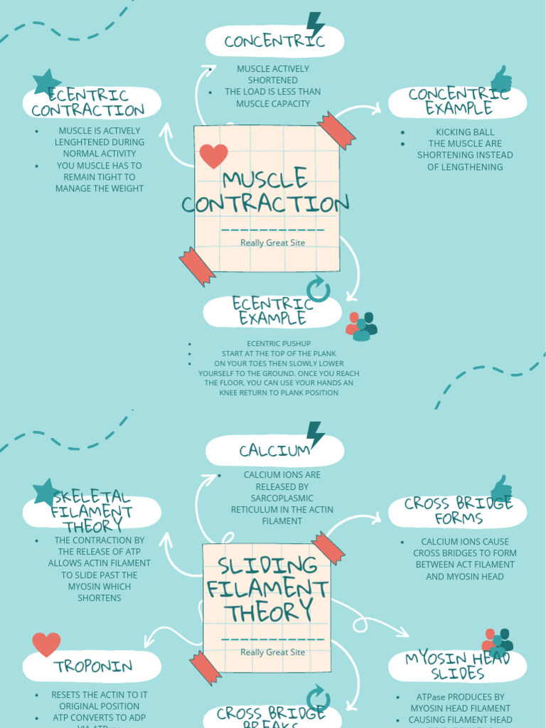 Muscle Contraction | PDF | Muscle Contraction | Anatomy