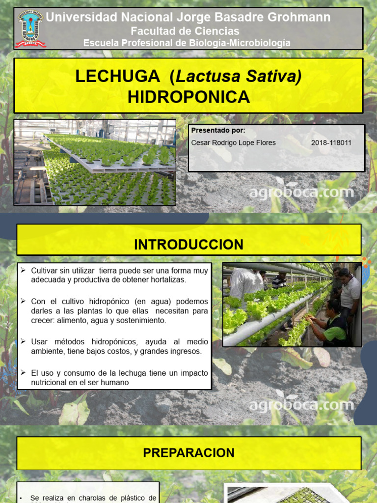 Hidroponia | PDF | Hidroponia | Lechuga