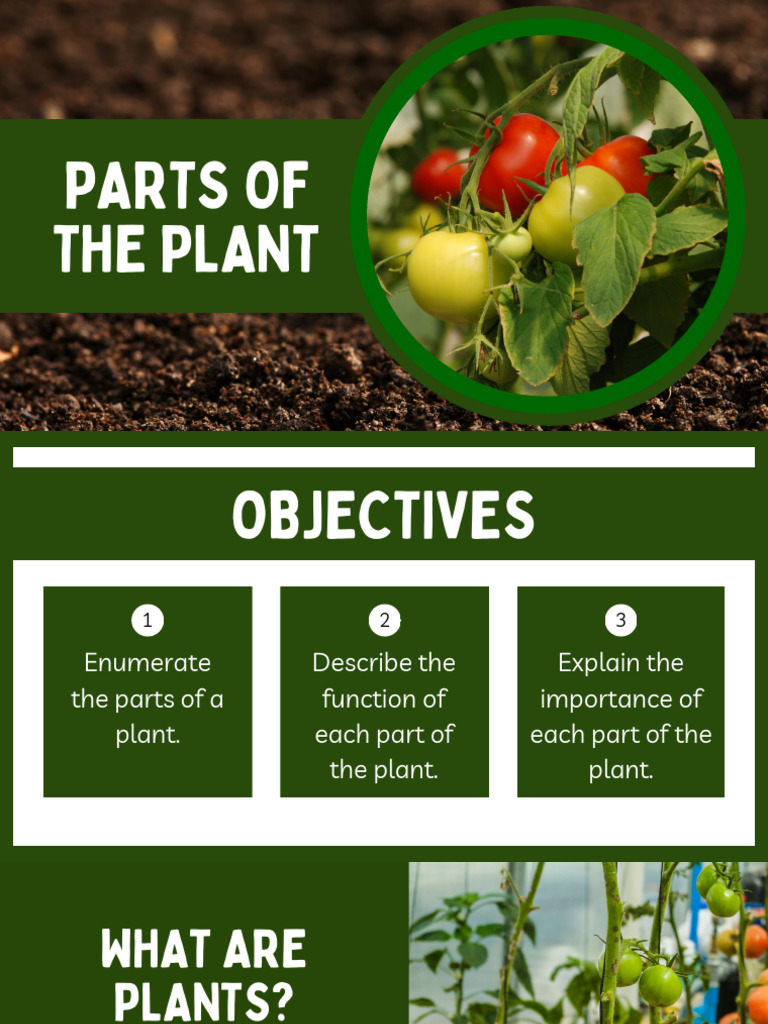 Understanding Plant Parts and Functions | PDF | Plants | Flowers
