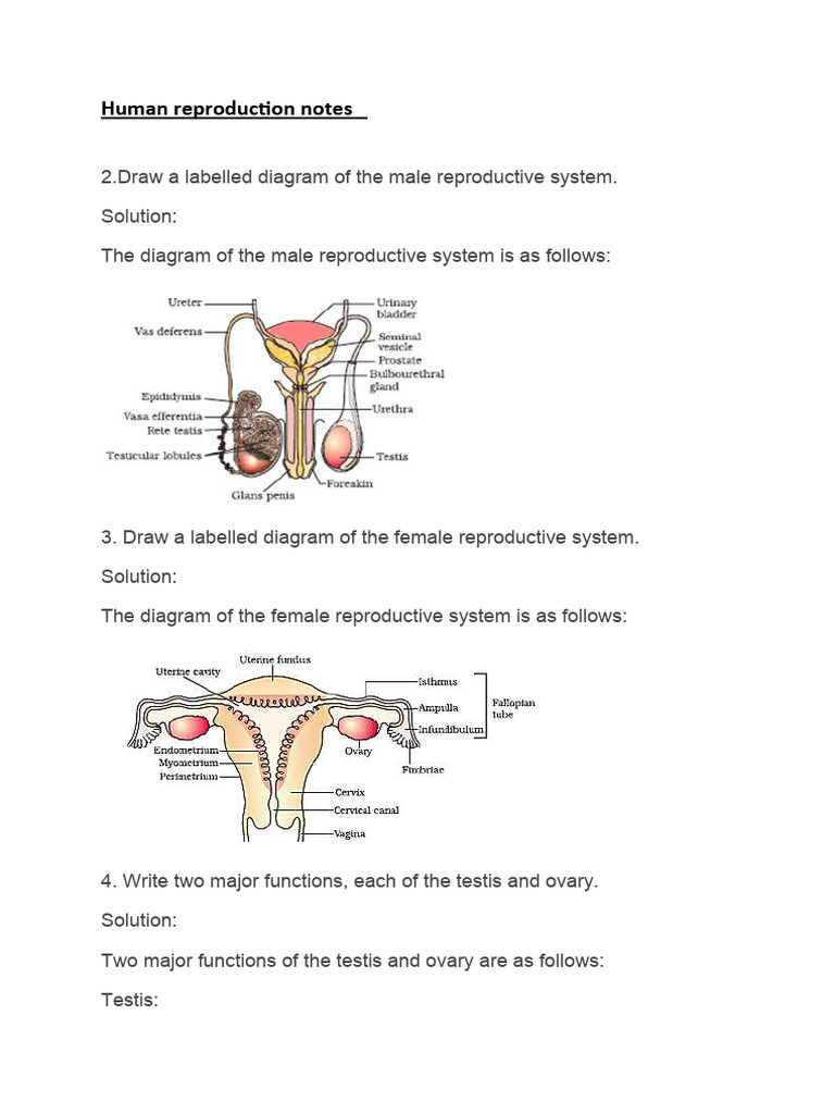 Human reproduction notes | Download Free PDF | Menstrual Cycle ...