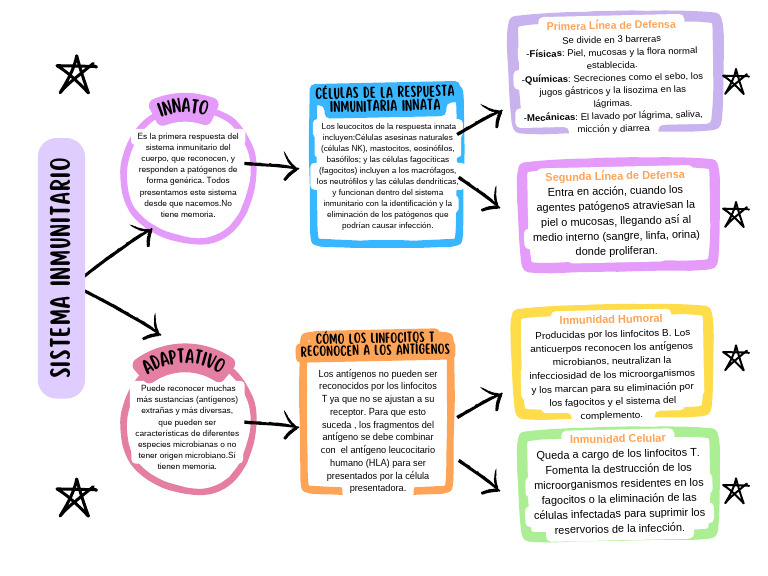 Mapa Conceptual 1 1 | PDF | Sistema inmune | Sistema inmune innato