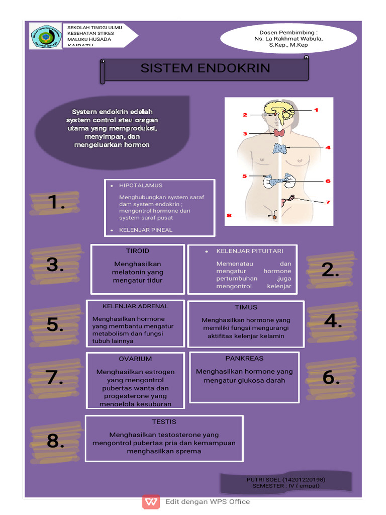 Sistem Endokrin Putri Soel | PDF