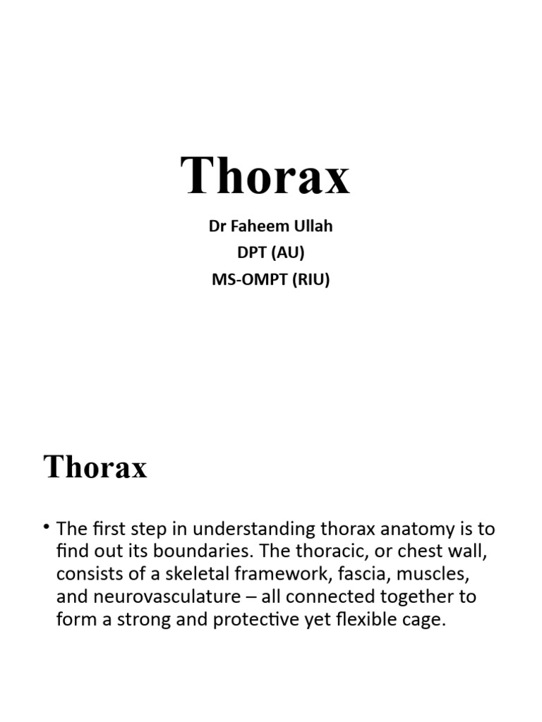 Thorax Anatomy Pdf Thorax Lung