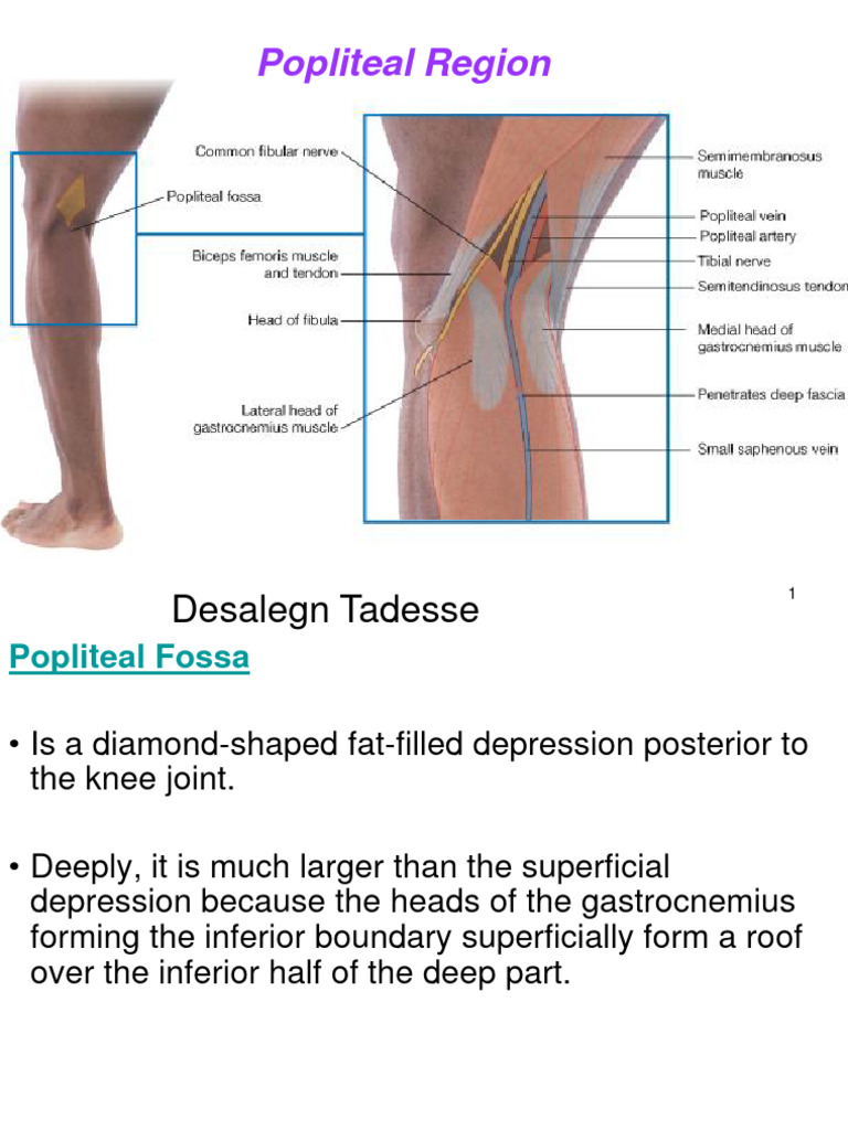 6 Popliteal Region | PDF | Human Leg | Foot