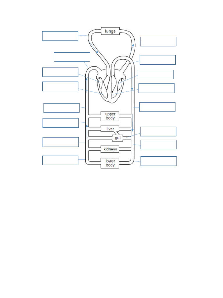 Blood Circulation | PDF