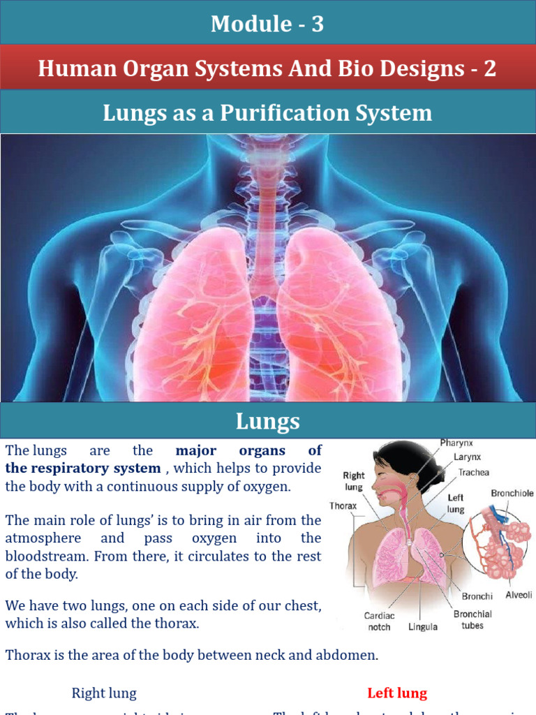 Lungs: The Body's Purification System | PDF | Lung | Respiratory Tract