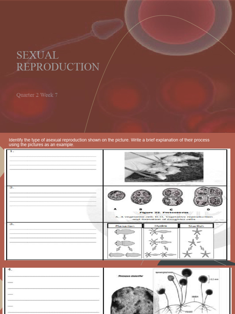 SEXUAL-REPRODUCTION | Download Free PDF | Sexual Reproduction | Reproduction