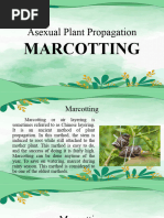 Marcotting: A Step-by-Step Guide | PDF