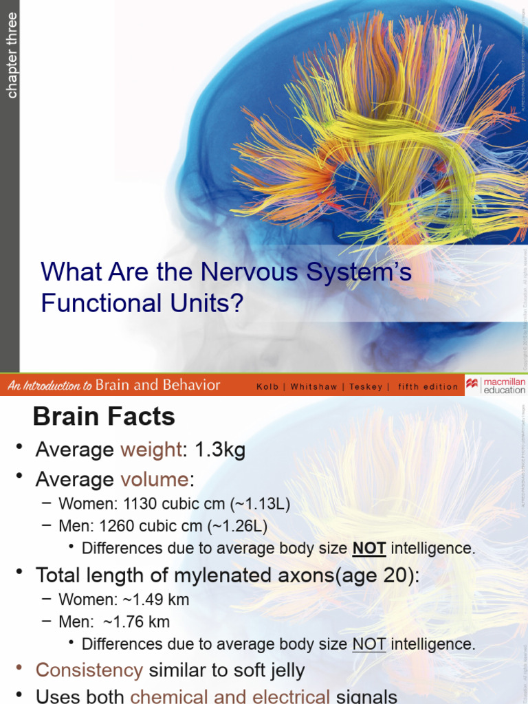 NEURO Topic 3 CH 3 Shortened | PDF | Neuron | Axon