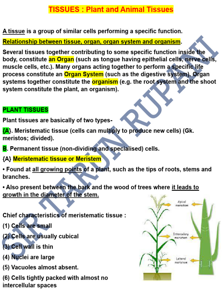 Tissues | PDF | Tissue (Biology) | Epithelium