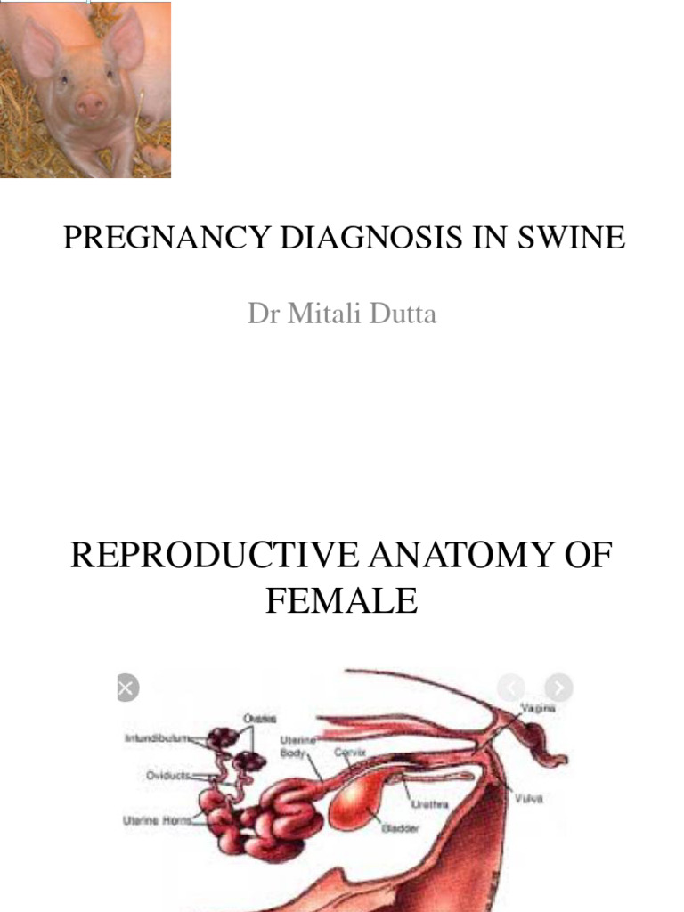 Pregnancy Diagnosis in Swine | PDF | Medical Ultrasound | Pregnancy