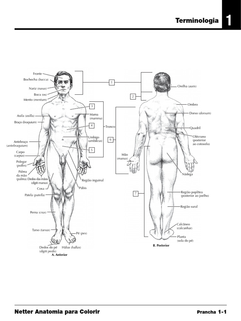 Netter - Anatomia para Colorir (John T. Hansen) (Z-Library) - Páginas-20 | PDF | Pé | Anatomia ...