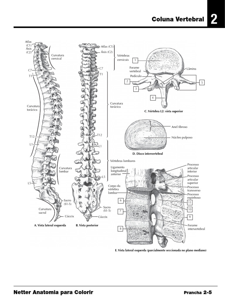 Netter - Anatomia para Colorir (John T. Hansen) (Z-Library) - Páginas-55 | PDF | Anatomia humana ...