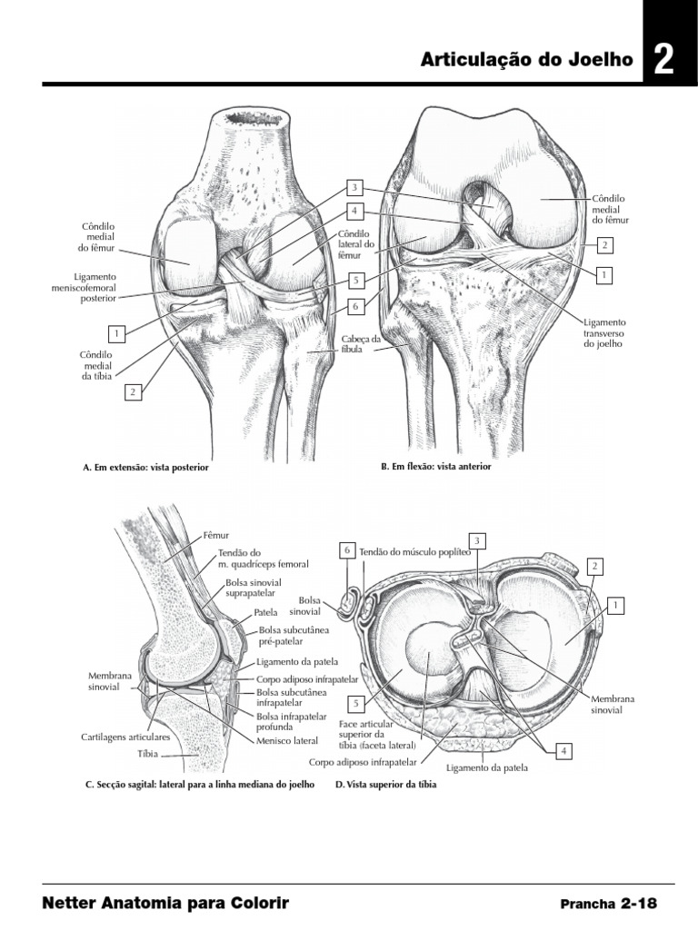 Netter - Anatomia para Colorir (John T. Hansen) (Z-Library) - Páginas-81 | PDF | Joelho | Anatomia