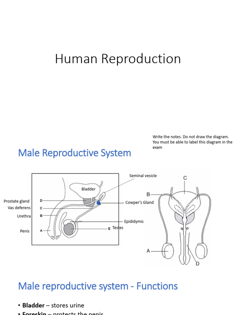 Human Reproduction | PDF | Testicle | Fertilisation