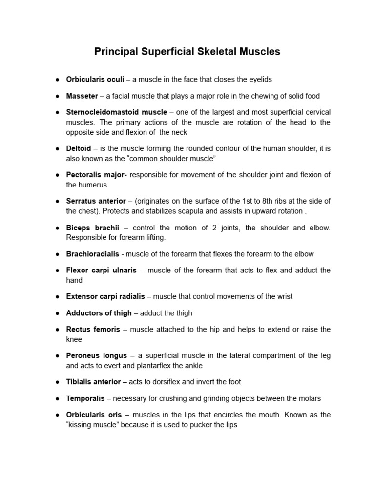 Principal Superficial Skeletal Muscles | PDF | Pelvis | Anatomical ...