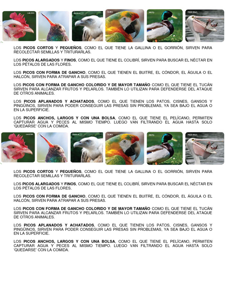 Tipos de picos de aves y sus funciones | PDF