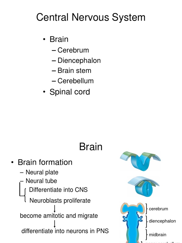 Central Nervous System: - Brain | PDF | Central Nervous System | Cerebrum