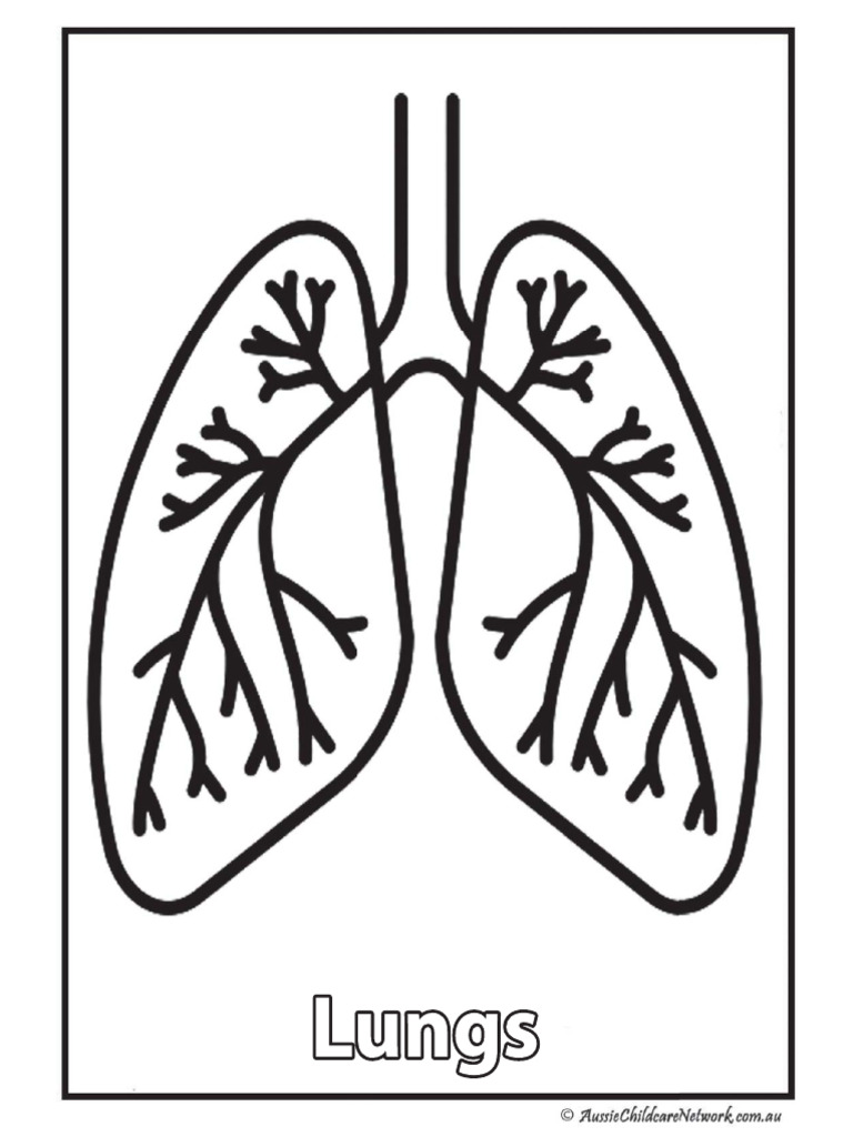 Major Organs Colouring Lungs | PDF