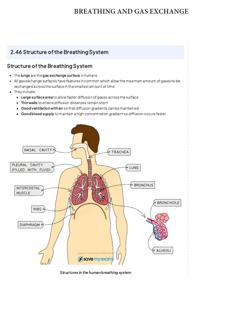 Breathing & Gas Exchange-Revision Notes | PDF | Lung | Breathing