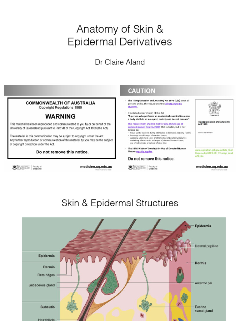Anatomy of The Skin | PDF | Skin | Epidermis