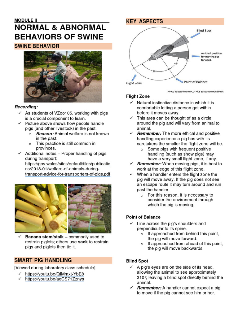 Swine Behavior Pdf Pig Zoology