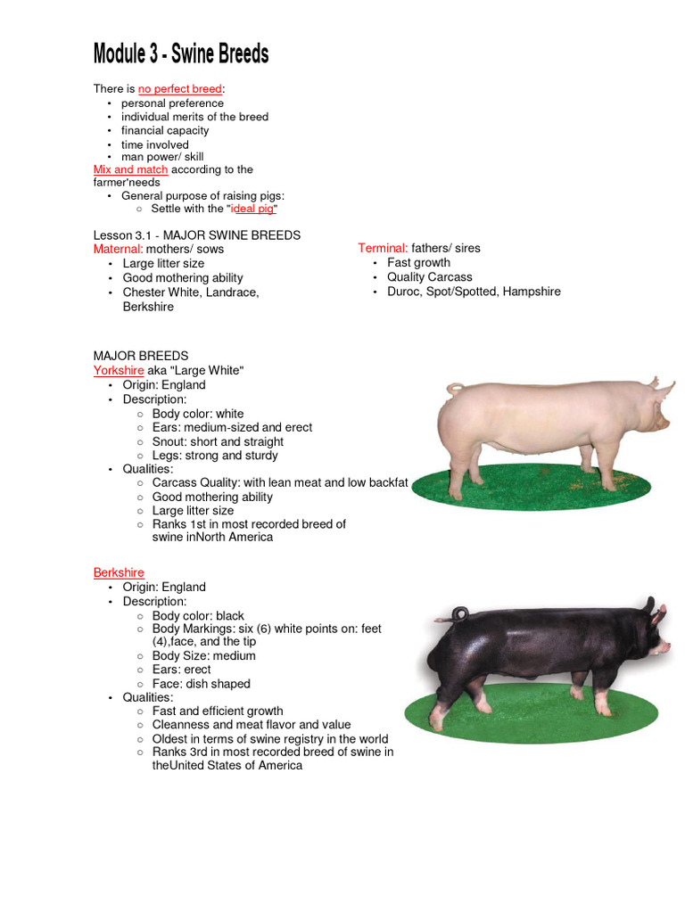 Swine Module 3 | PDF | Pig | Mammal Breeds