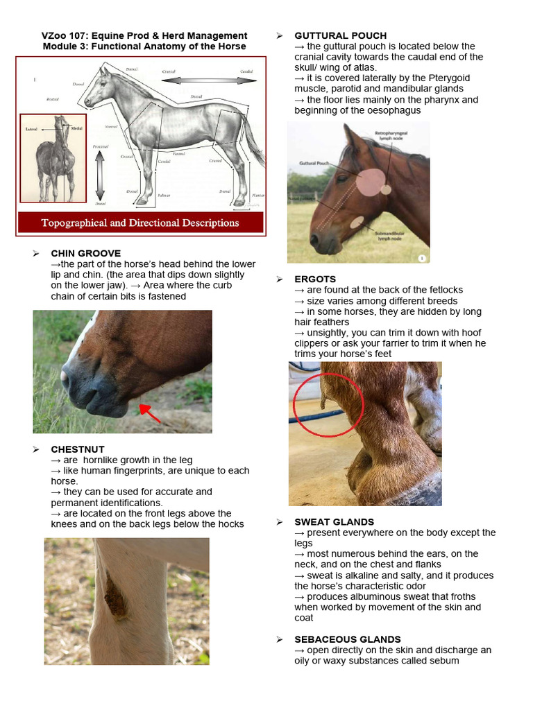 Module-3 EQUINE | PDF | Horse Gait | Color