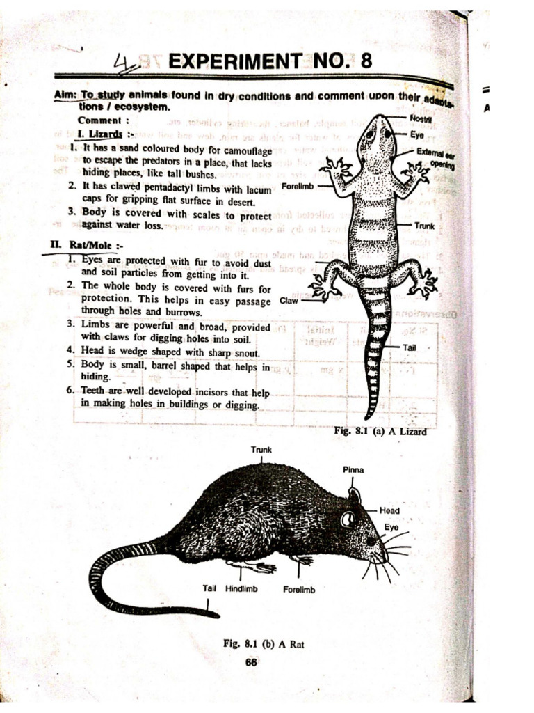 Practical, Animals Found in Dry&wet Condition | PDF