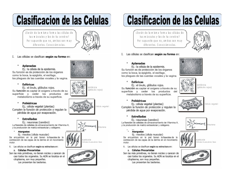 Ficha de Formas de Celulas | PDF