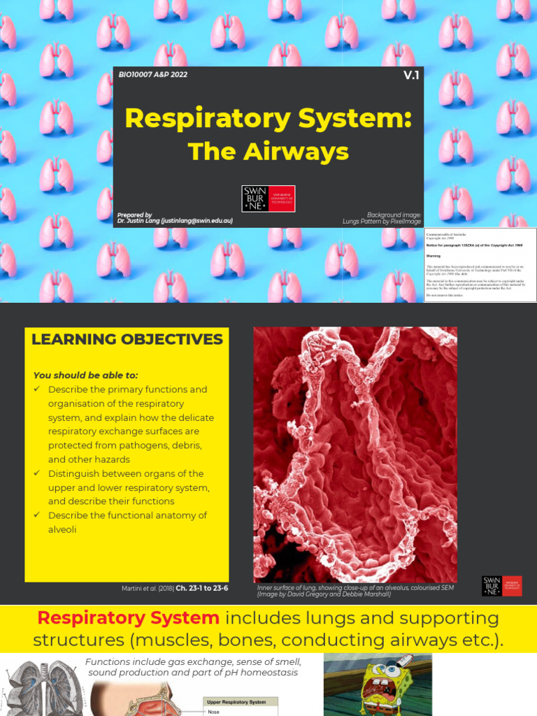Respiratory System Functions Guide | PDF | Respiratory Tract | Lung