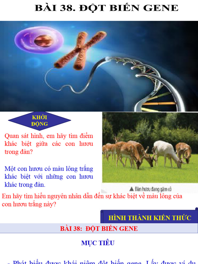Bai 38 Dot Bien Gene | PDF