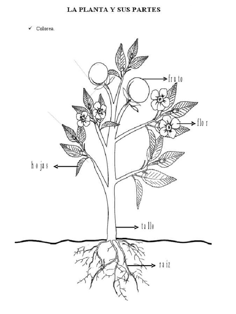 La Planta y Sus Partes | PDF