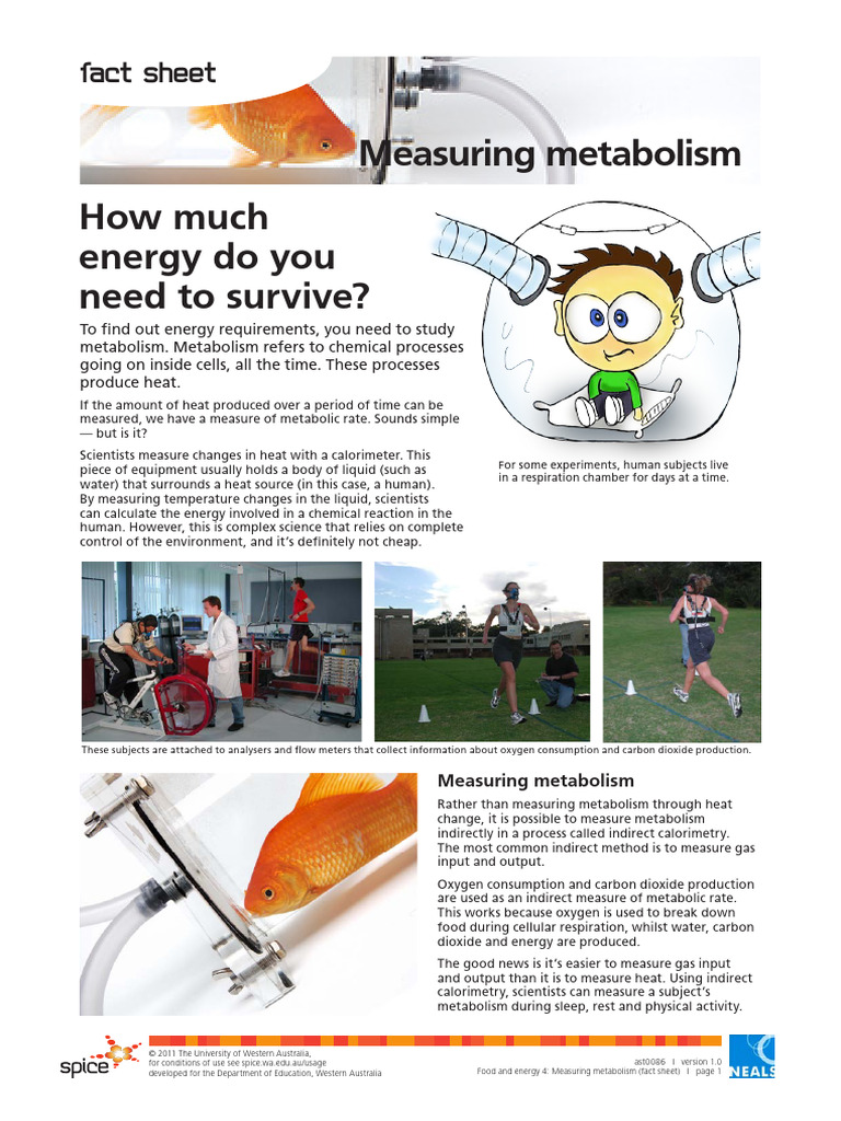 Fact Sheet Measuring Metabolism | PDF | Heat | Metabolism