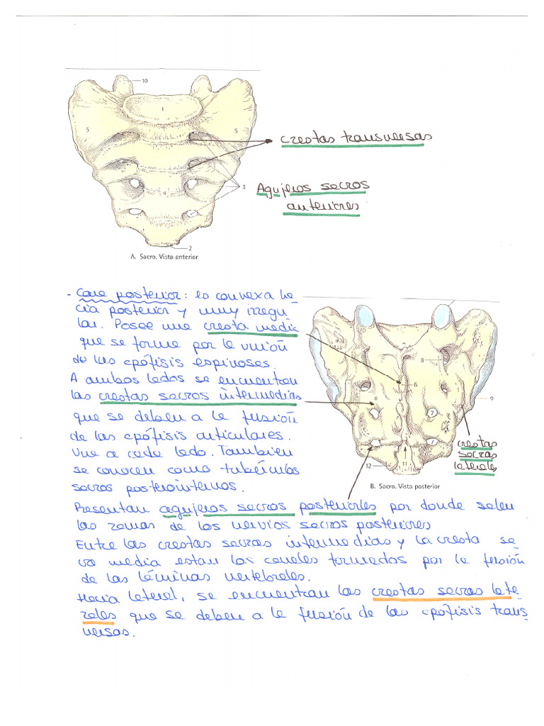 Anatomia 10 Pdf